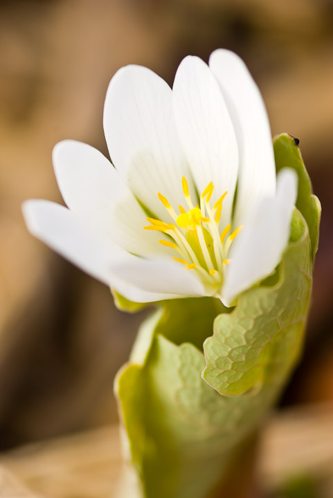 Bloodroot - The Definitive Spring Ephemeral - Grange Hollow Gardens ...