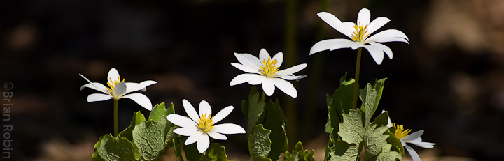 Bloodroot - The Definitive Spring Ephemeral - Grange Hollow Gardens ...